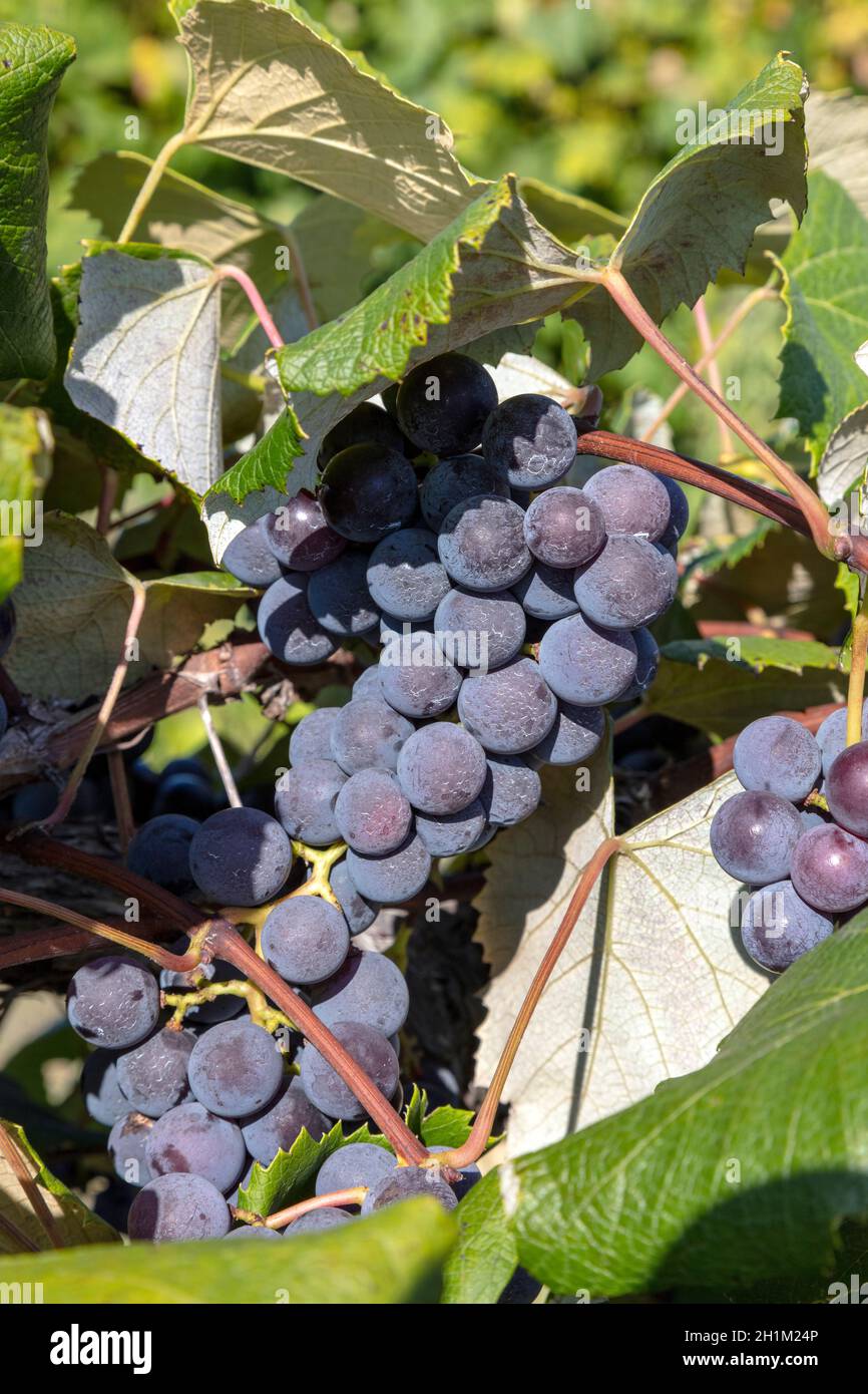 Grape orchard hi-res stock photography and images - Alamy