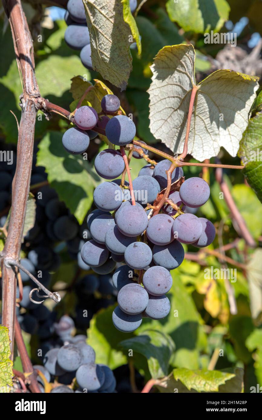 Table grape vineyard hi-res stock photography and images - Alamy