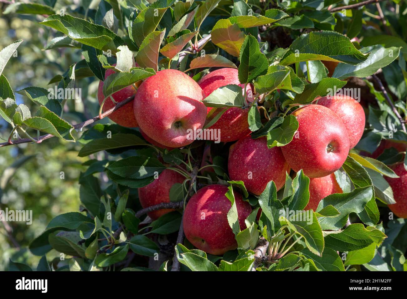 Gala apples, Fruit orchard, Michigan, USA, by James D Coppinger ...