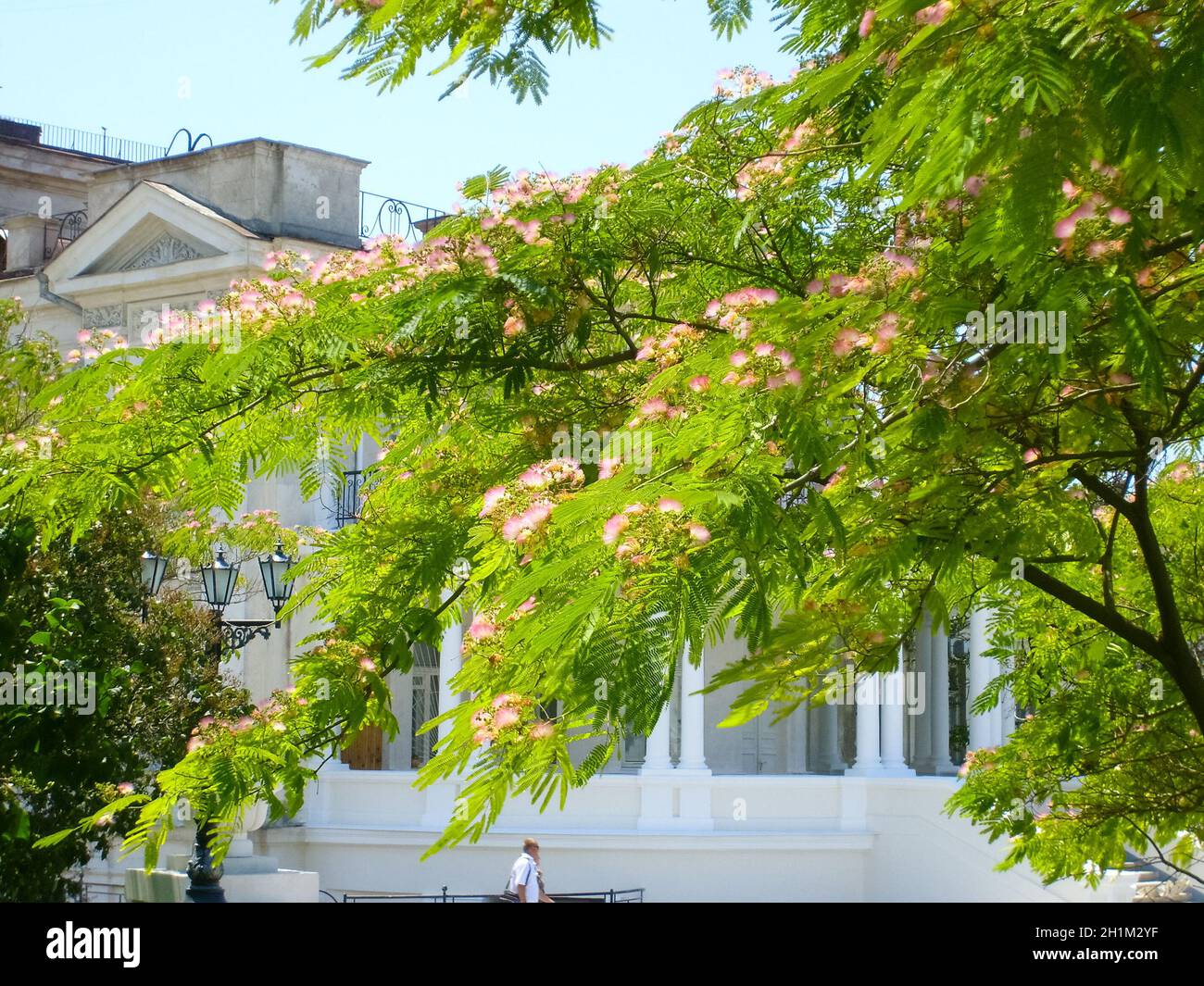 Tree of flowering acacia. It's a beautiful tree Stock Photo - Alamy