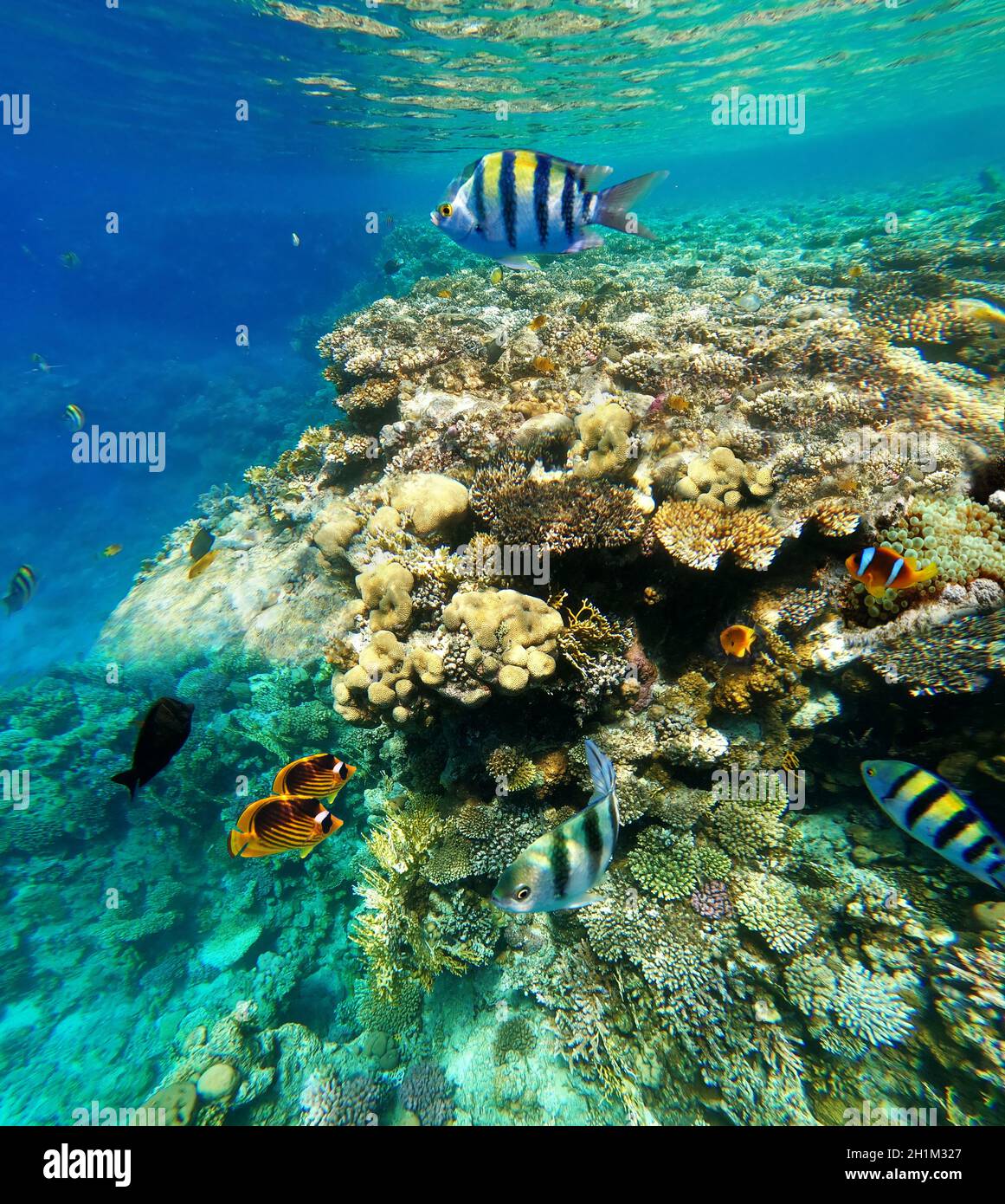Underwater colorful tropical fishes at coral reef at Red Sea. Blue ...