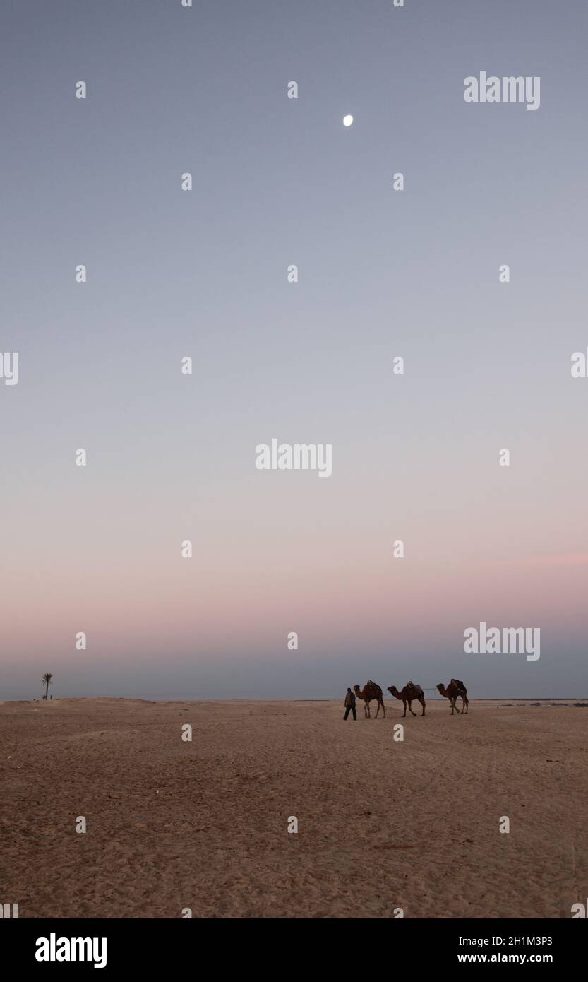 Morning in Sahara desert Stock Photo - Alamy