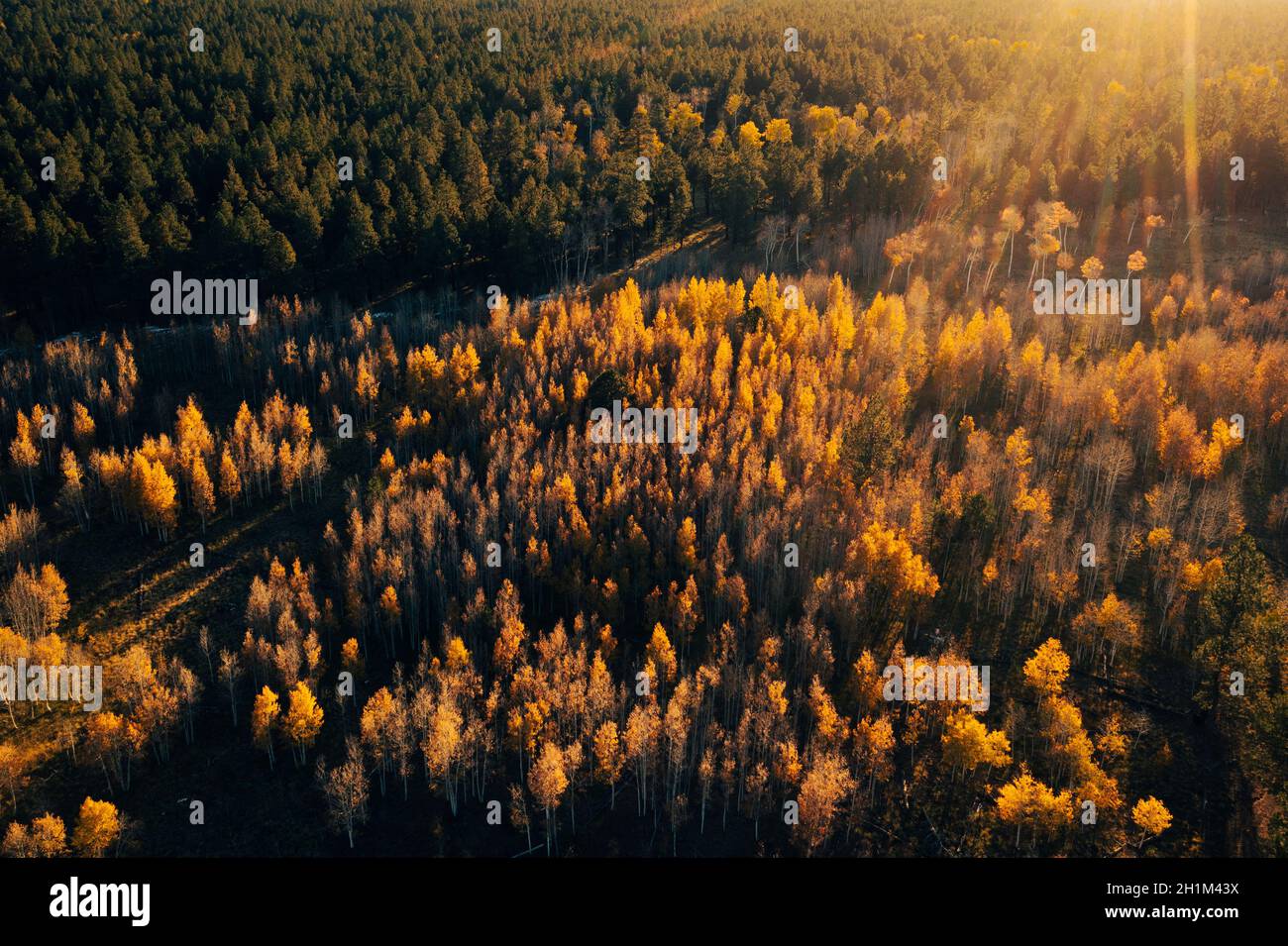 Aerial treetop tree trees canopy hi-res stock photography and images ...