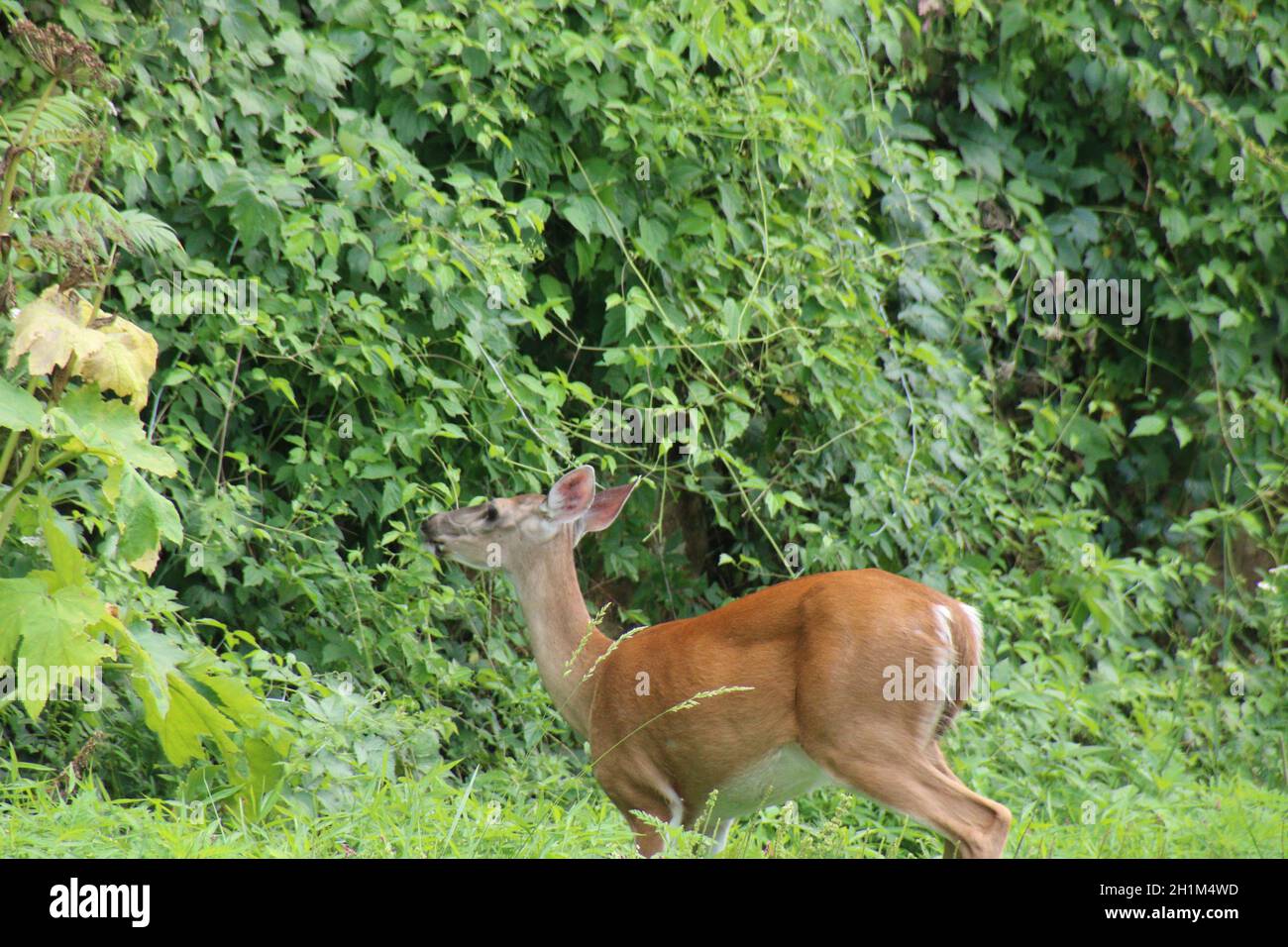 Side profile of a female white-tailed deer (Odocoileus virginianus ...