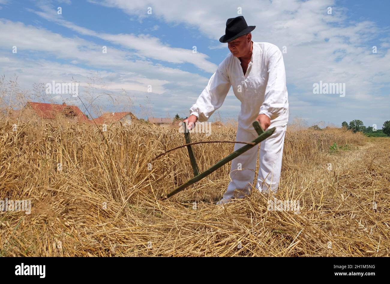 Farmer harvesting wheat with scythe in wheat fields in Trnovec, Croatia ...