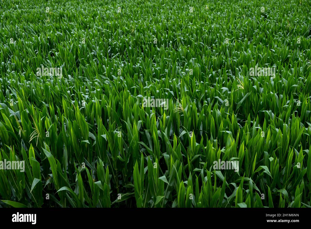 Green Maize Corn Field Plantation In Summer Agricultural Season Stock ...
