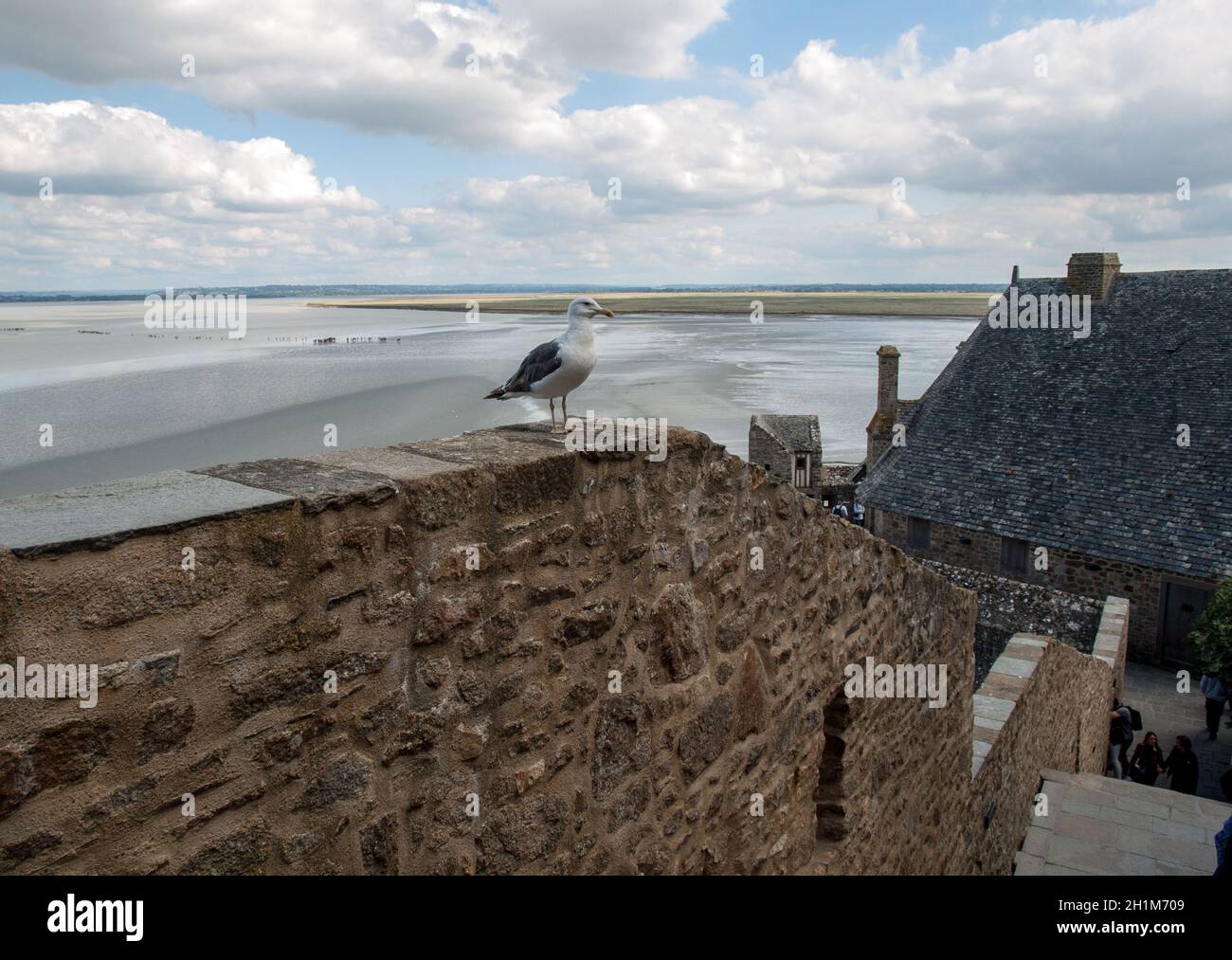 Seagull at Le Mont Saint-Michel, medieval fortified abbey and village ...