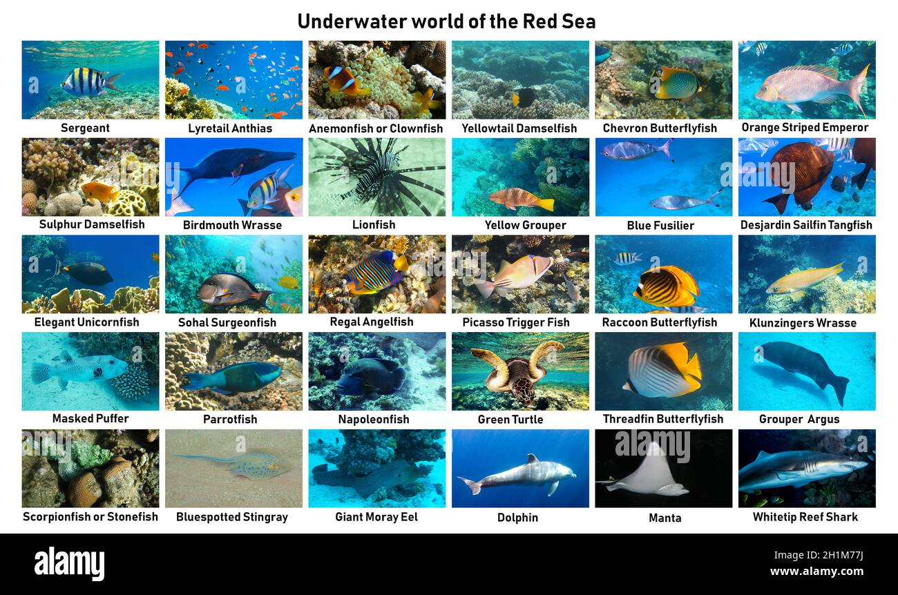 The underwater atlas or marine life identification guide. Collection of ...