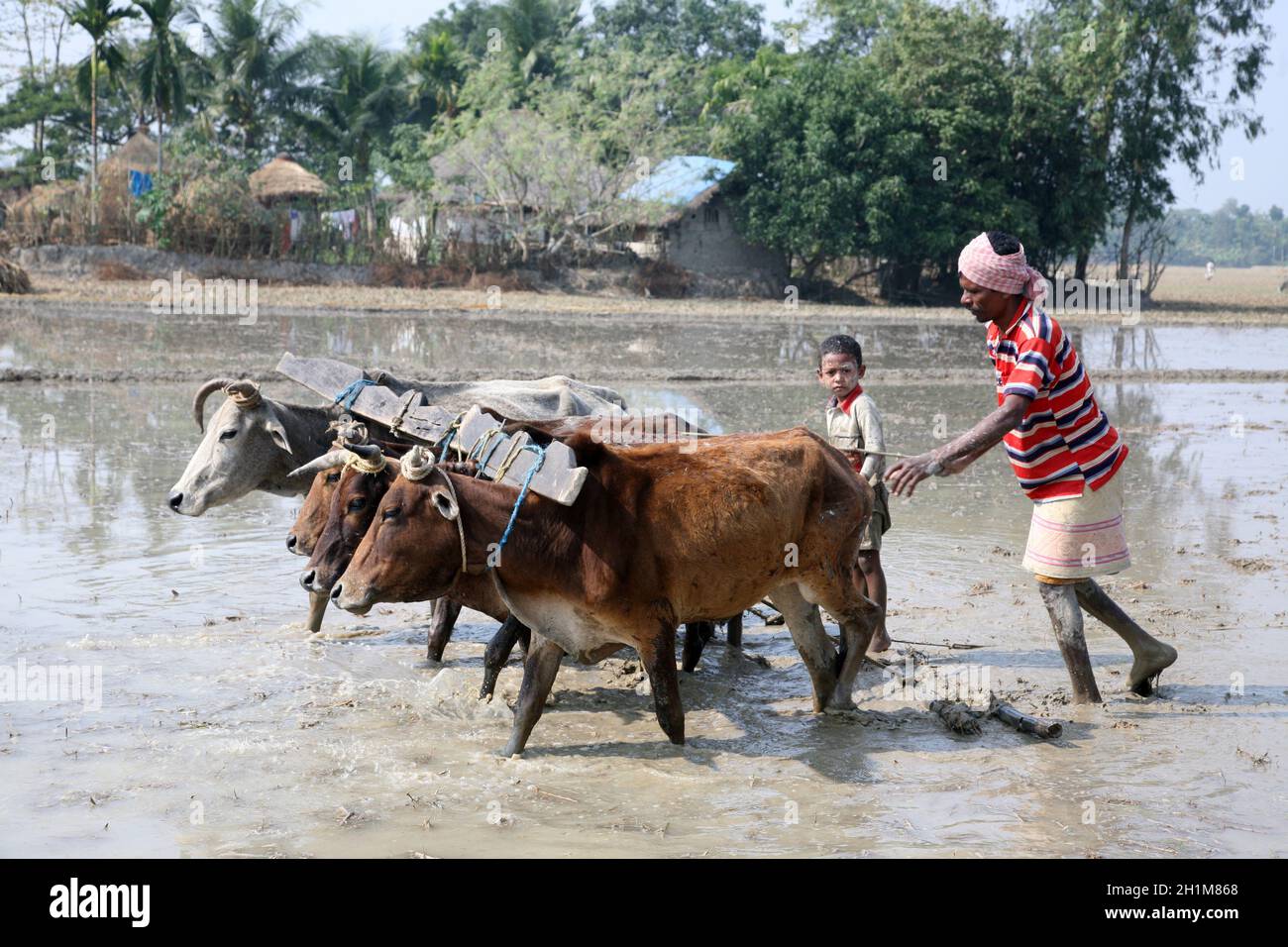 Farmers plowing agricultural field in traditional way where a plow is ...