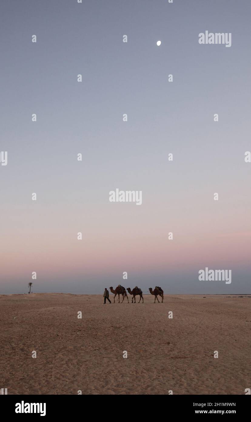Morning in Sahara desert Stock Photo - Alamy