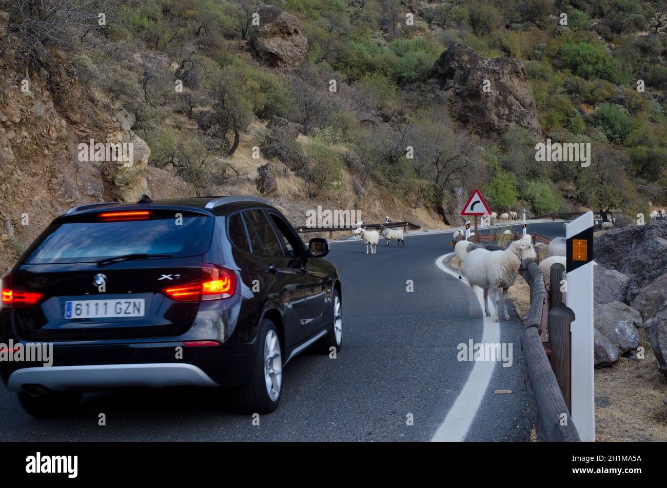 Flock of sheep Ovis aries on the road and car waiting. The Nublo Rural Park. Tejeda. Gran ...