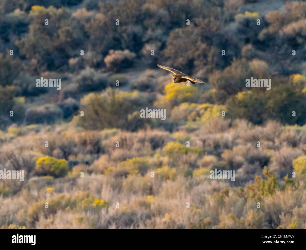 Barn owl, Tyto alba, hunting around the tufa towers of Mono Lake ...