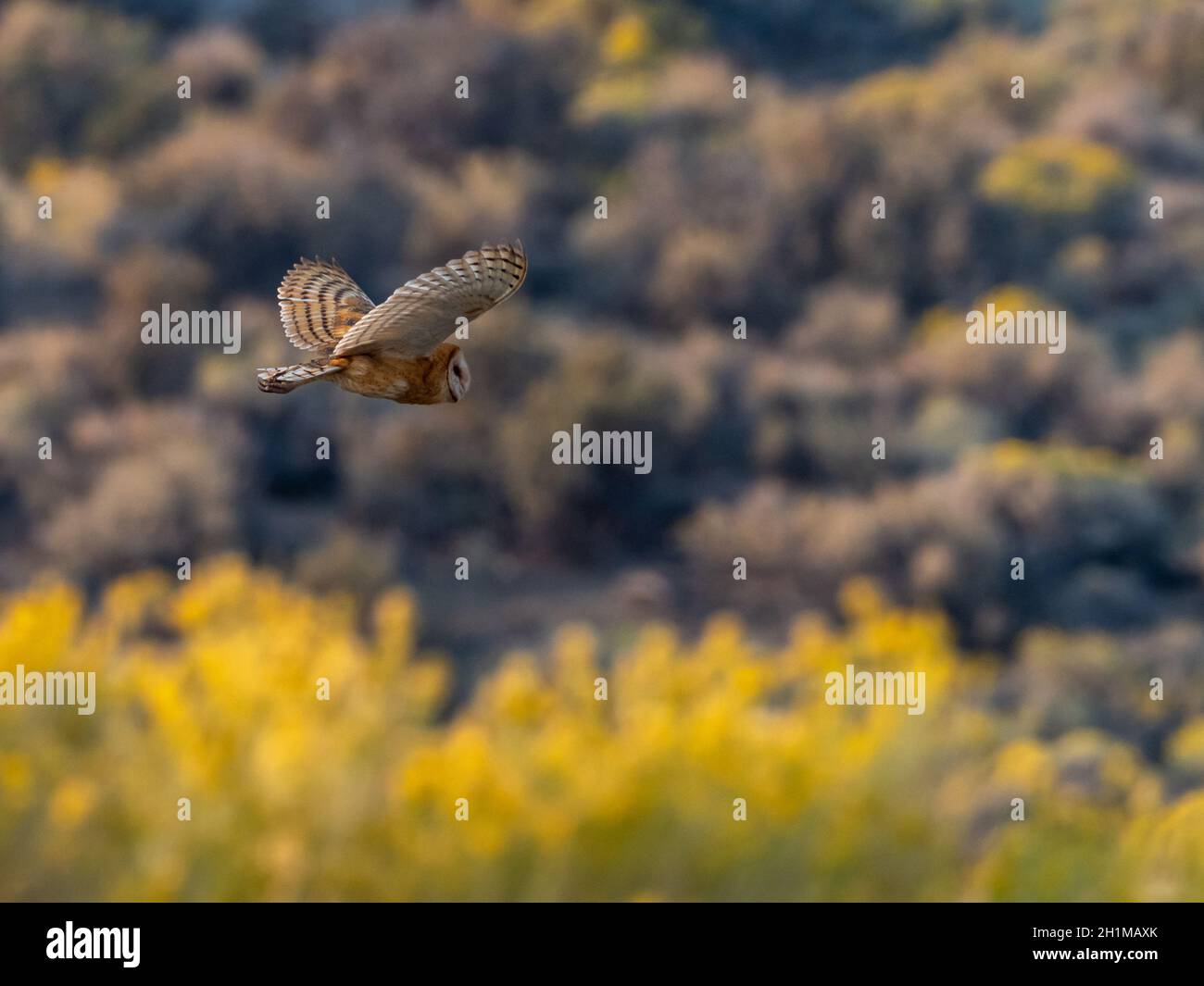 Barn owl, Tyto alba, hunting around the tufa towers of Mono Lake ...