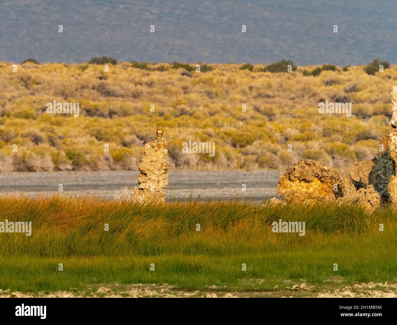 Barn owl, Tyto alba, hunting around the tufa towers of Mono Lake ...