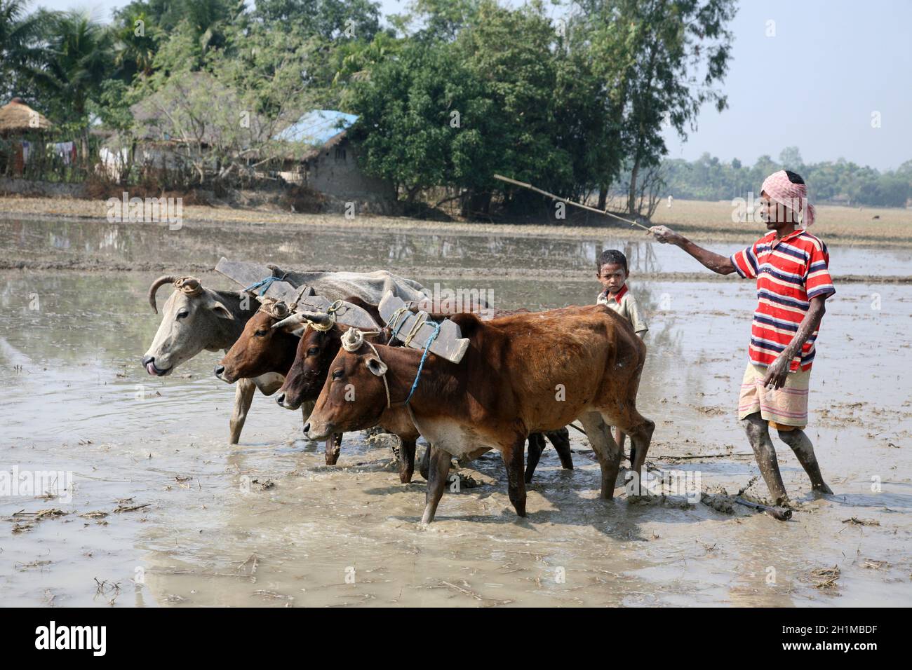 Farmers plowing agricultural field in traditional way where a plow is ...