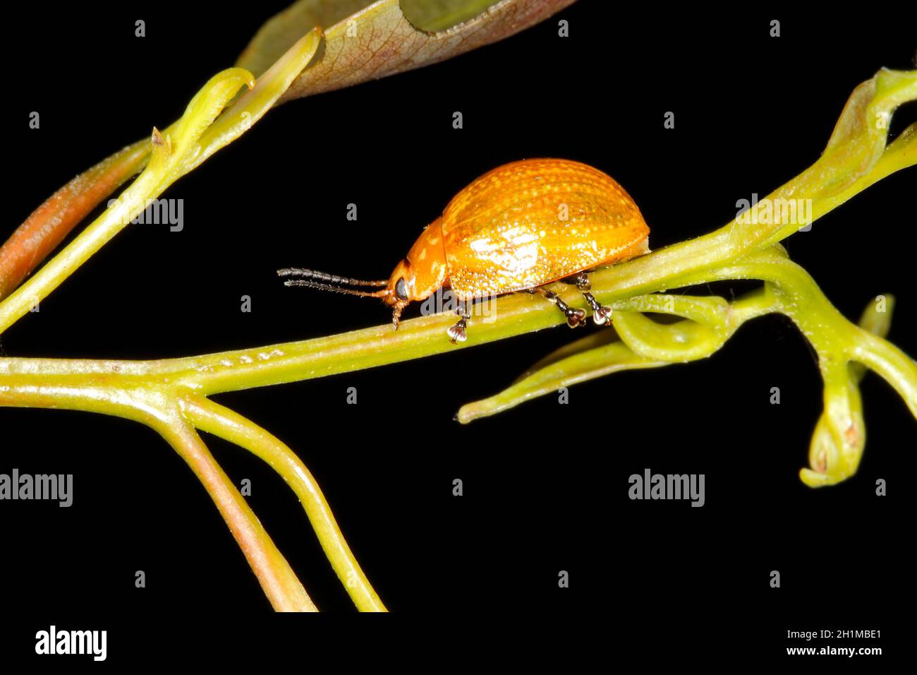 Chrysophtharta cloelia hi-res stock photography and images - Alamy