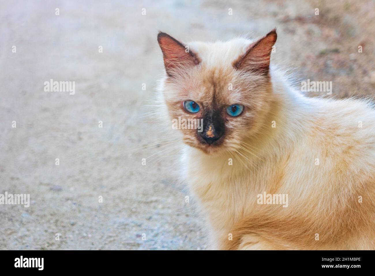 Fluffy cute white gray cat with bright blue eyes on Rasdhoo Atoll ...