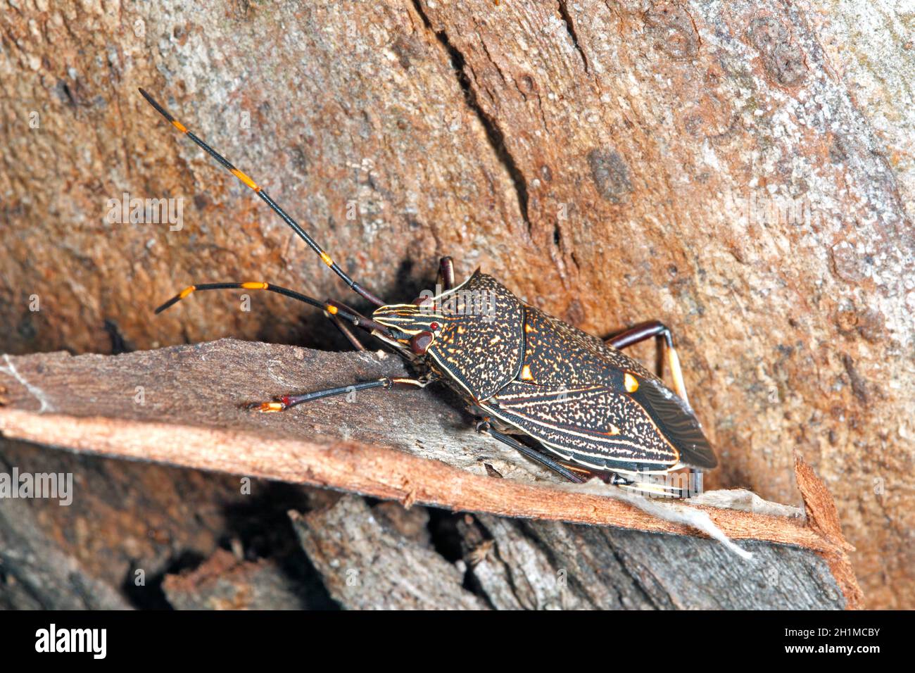Common Gum Tree Shield Bug, Poecilometis patruelis, previously ...