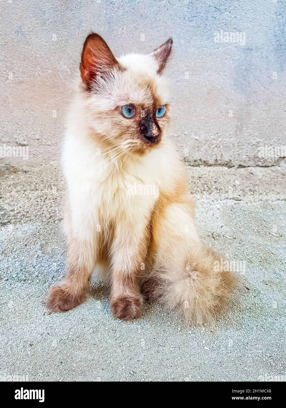 Fluffy cute white gray cat with bright blue eyes on Rasdhoo Atoll ...