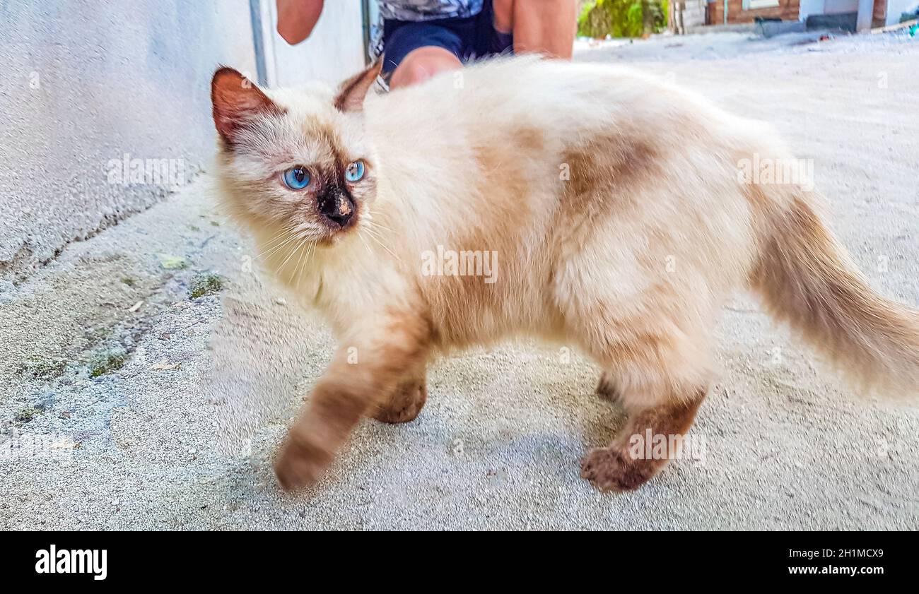 Fluffy cute white gray cat with bright blue eyes on Rasdhoo Atoll ...