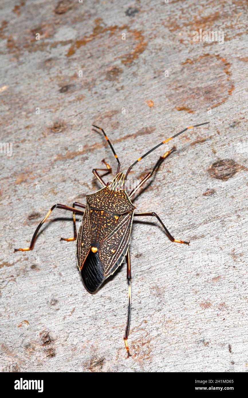 Common Gum Tree Shield Bug, Poecilometis patruelis, previously ...