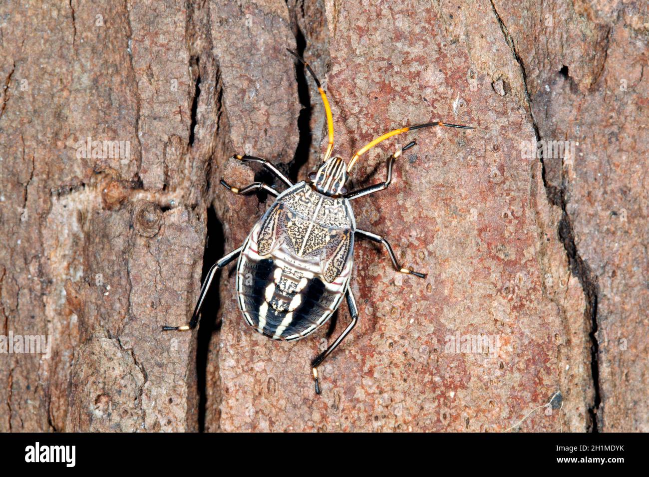 Common gum tree shield bug hi-res stock photography and images - Alamy