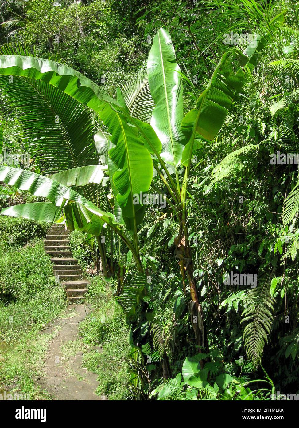 Close up freshness and big leaves of Bird's nest fern at the tropical ...