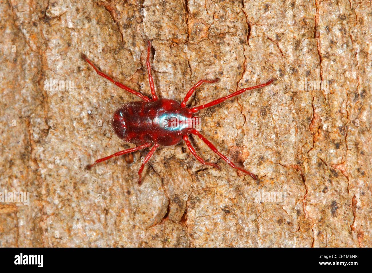 Erythraeid mite hi-res stock photography and images - Alamy
