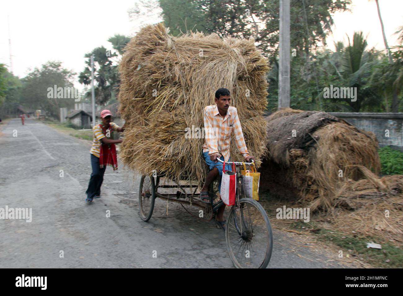Rickshaw rider transports rice from the farm home in Baidyapur, West ...