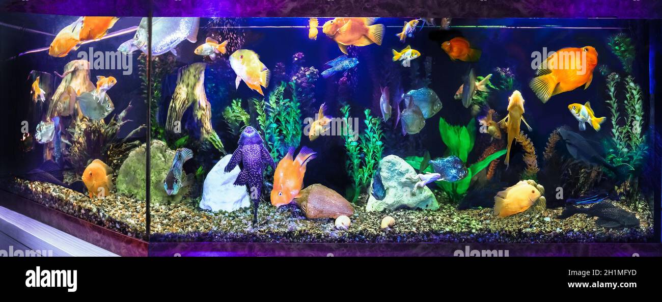 The close up of aquarium tank full of fish Stock Photo - Alamy