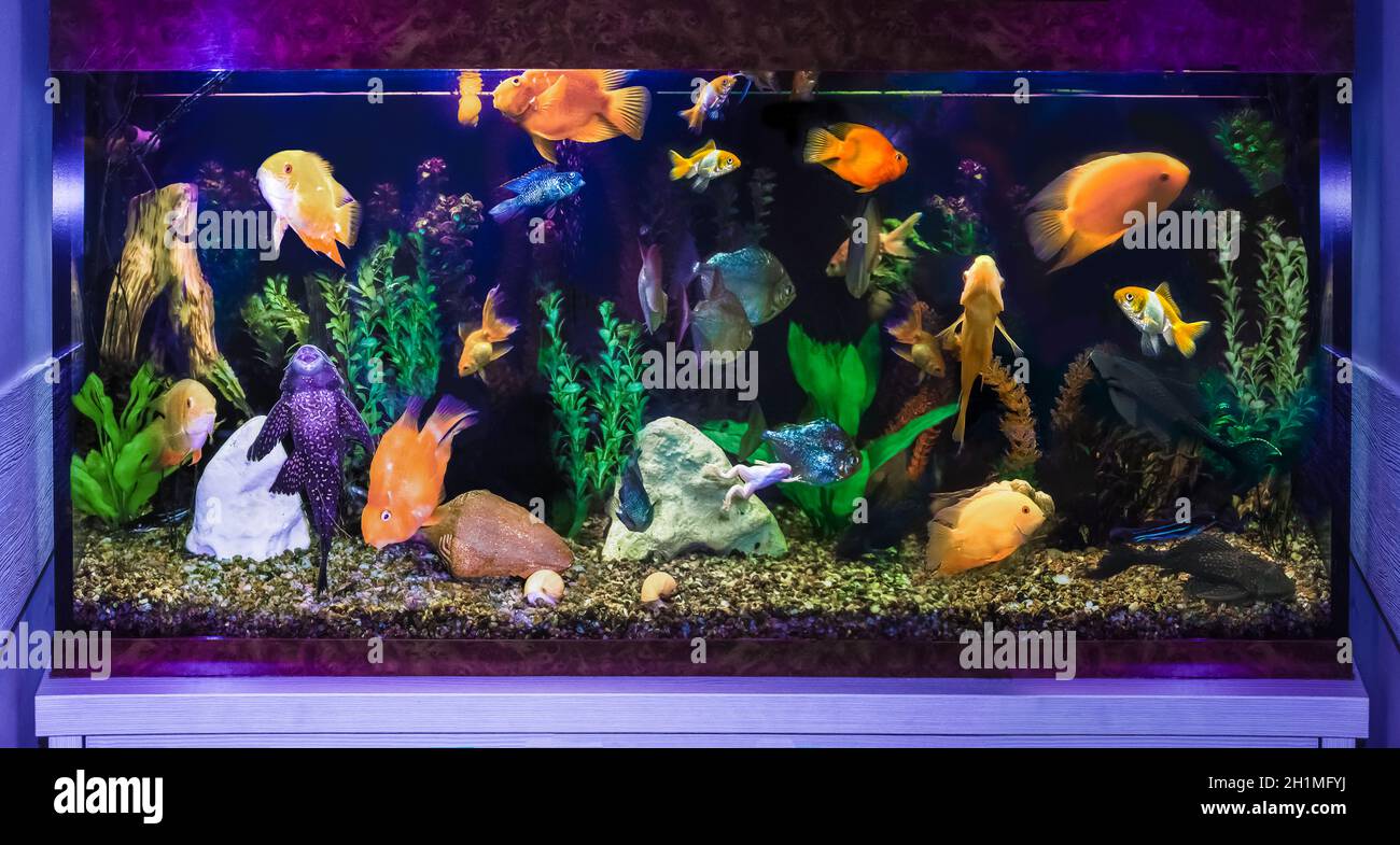 The close up of aquarium tank full of fish Stock Photo - Alamy