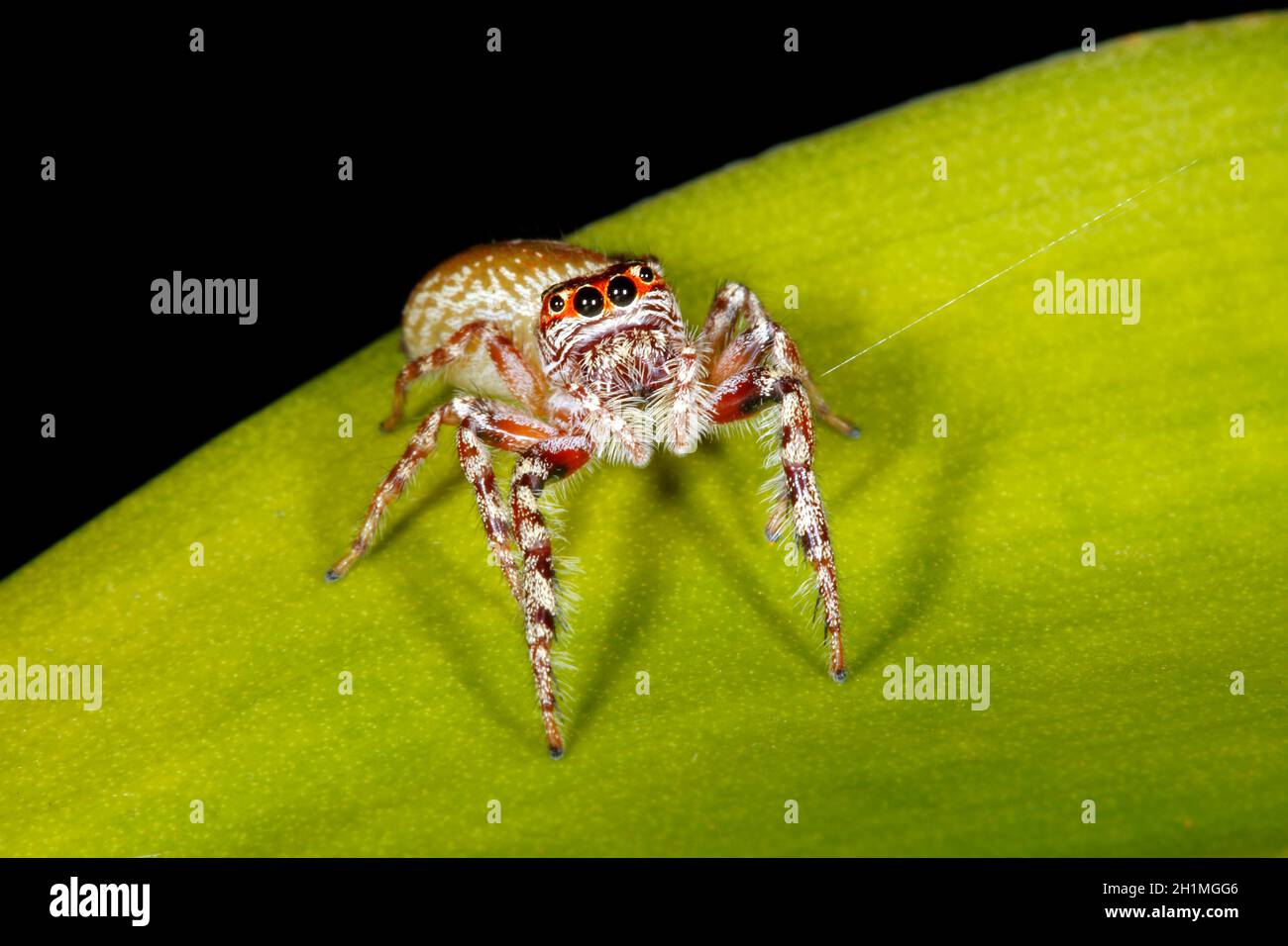 Garden Jumping Spider, Opisthoncus parcedentatus. Coffs Harbour, NSW ...