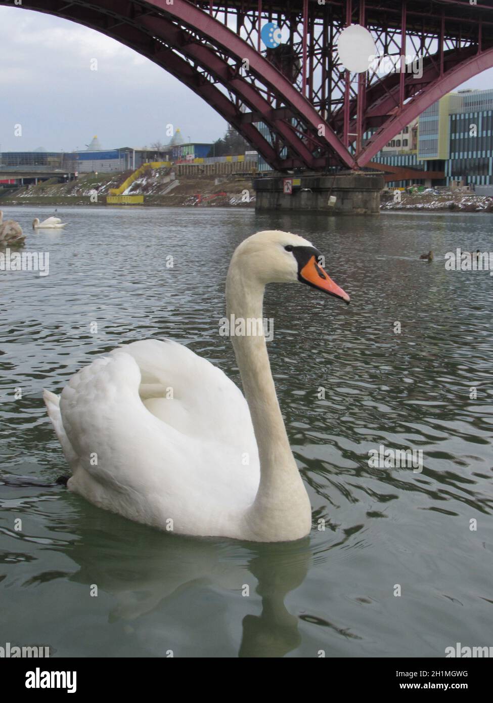 Singing Swans High Resolution Stock Photography and Images - Alamy