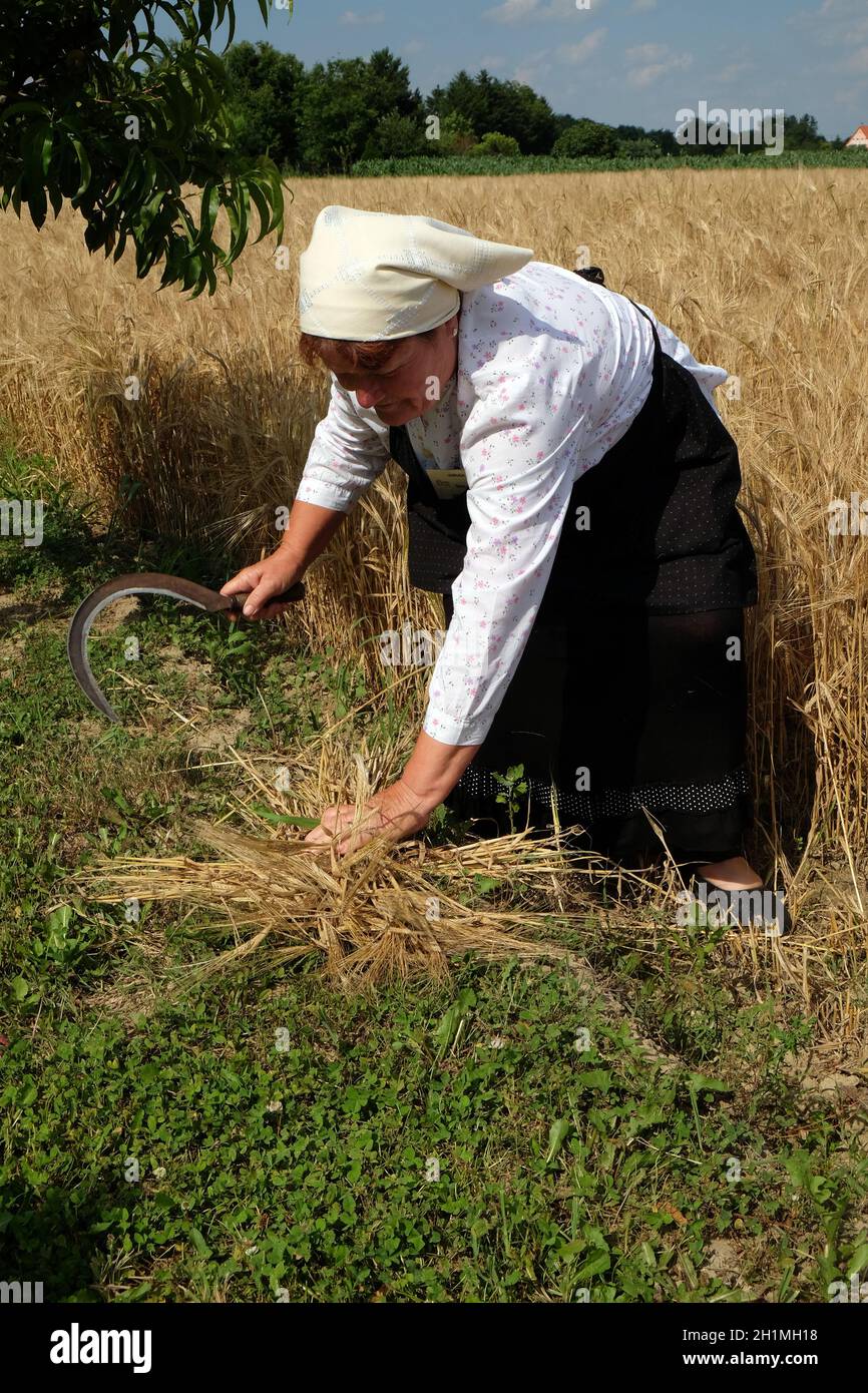 Peasant woman harvesting wheat with scythe in wheat fields in Nedelisce ...