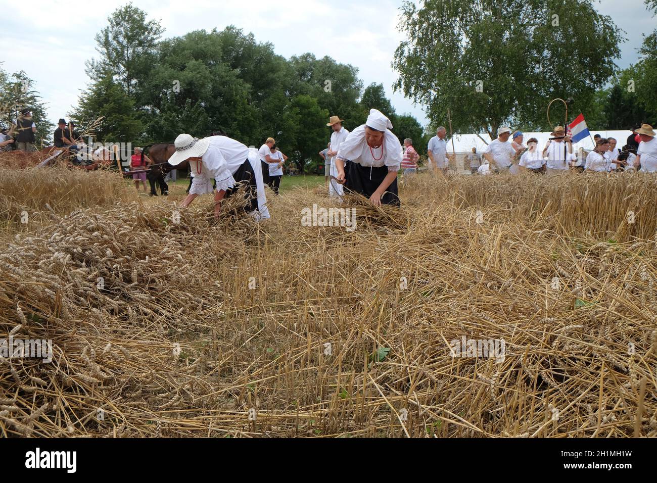 Peasant women harvesting wheat with scythe in wheat fields in Trnovec ...