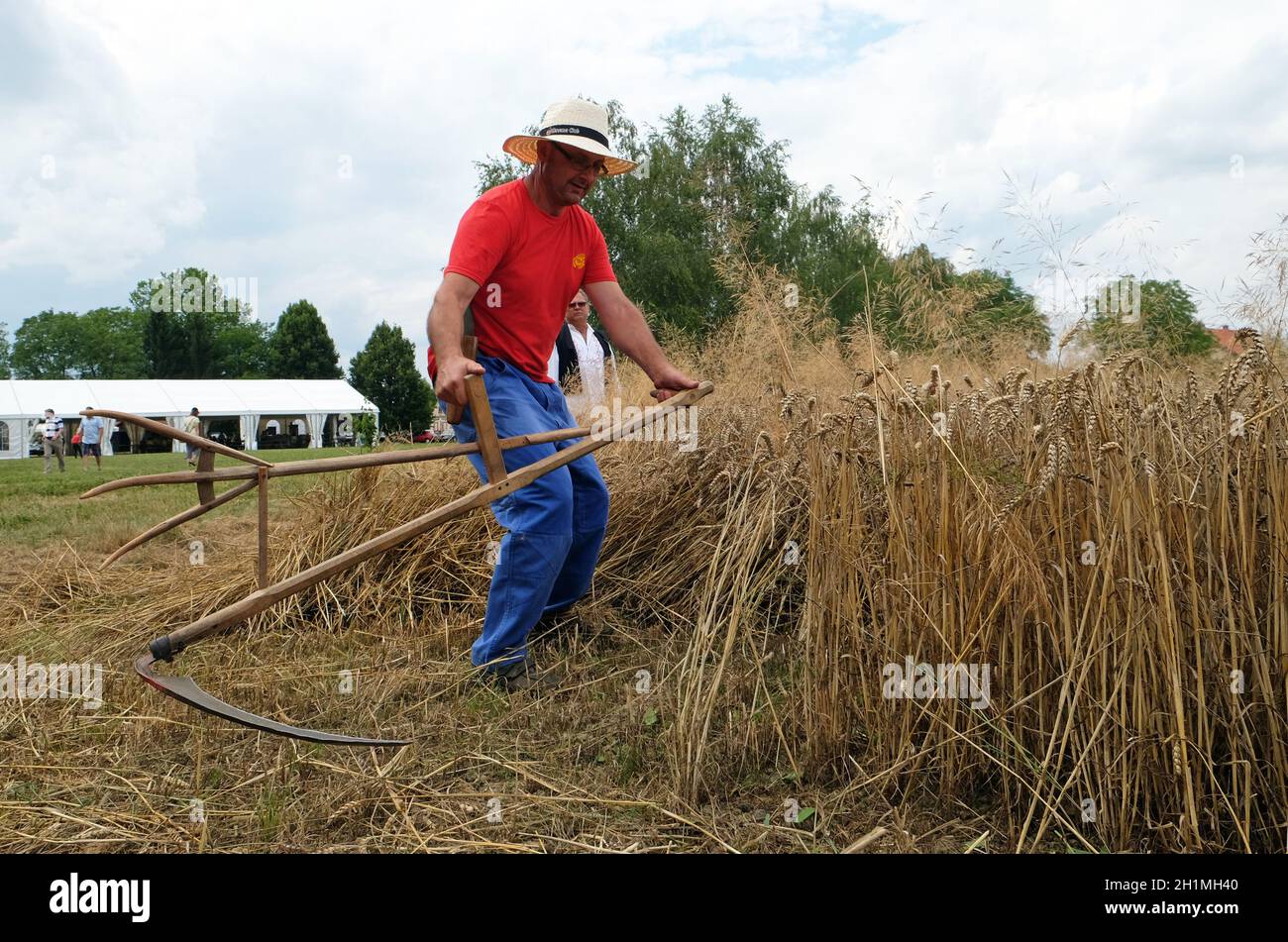 Farmer harvesting wheat with scythe in wheat fields in Trnovec, Croatia ...