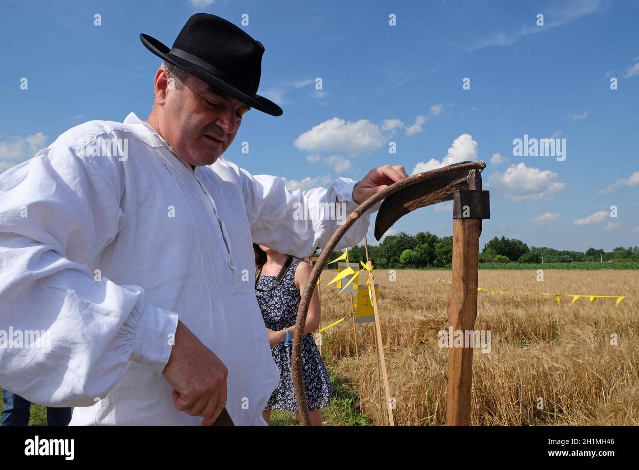 Farmer sharpening the scythe in the field in wheat fields in Nedelisce ...