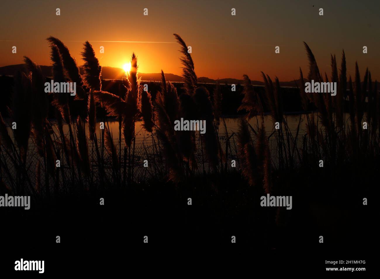 Red sunset over water through pampas grass Stock Photo - Alamy