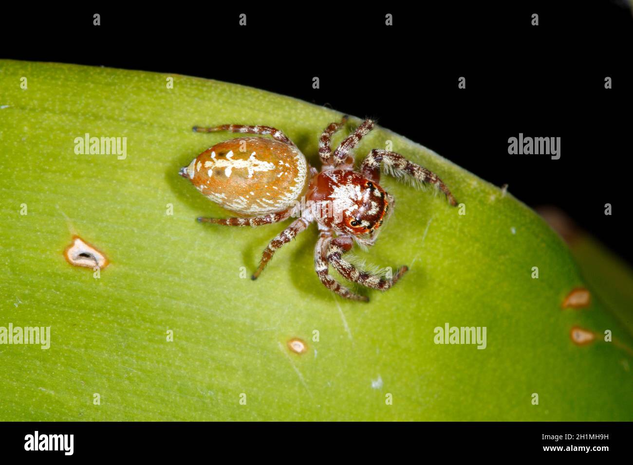 Australian garden spiders hi-res stock photography and images - Alamy