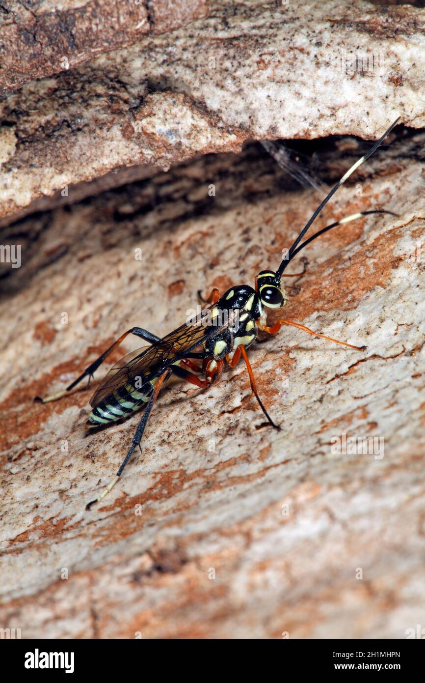 Banded Ichneumon Wasp, Gotra sp. Also known as Banded Pupa Parasite ...
