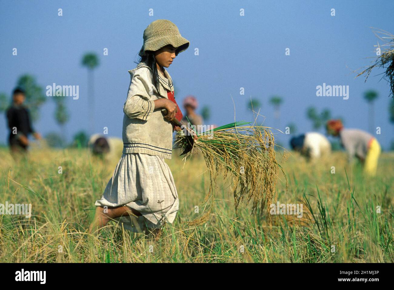a Khmer women at a Rice field and rice Harvest near the city of Phnom ...