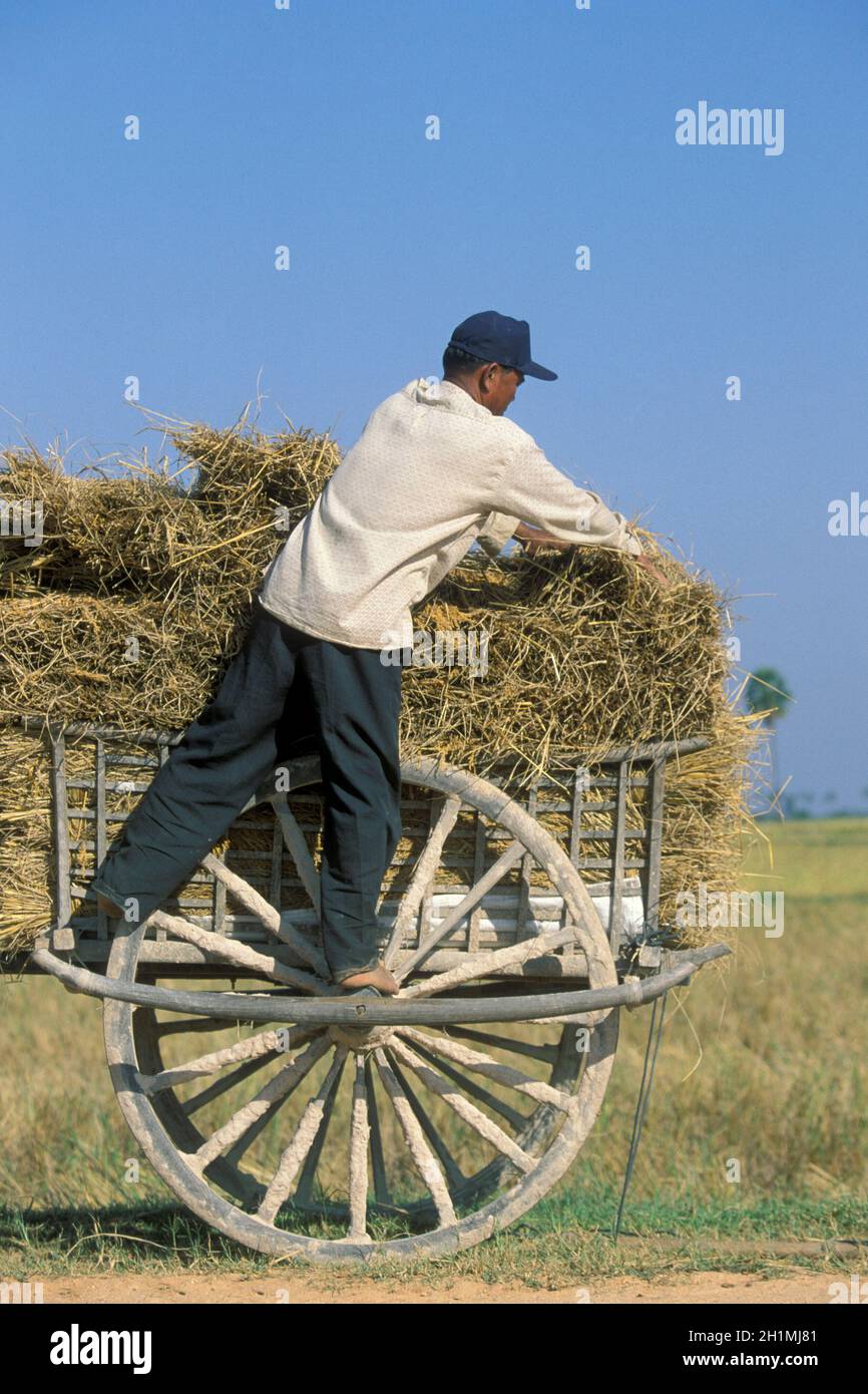 Ox cart cambodia hi-res stock photography and images - Alamy