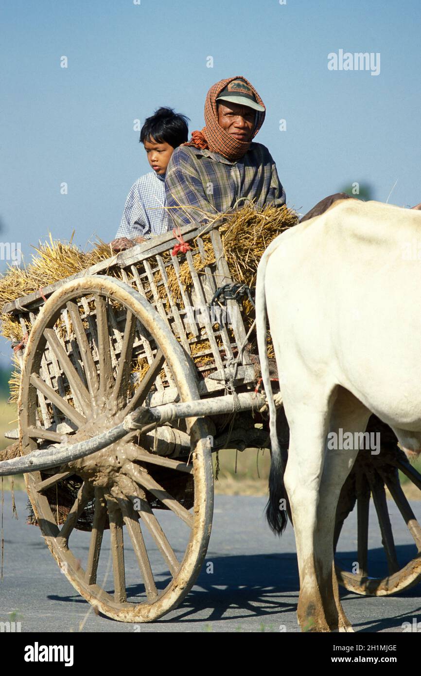 a Ox Cart at a rice Field near the city of Phnom Penh of Cambodia ...