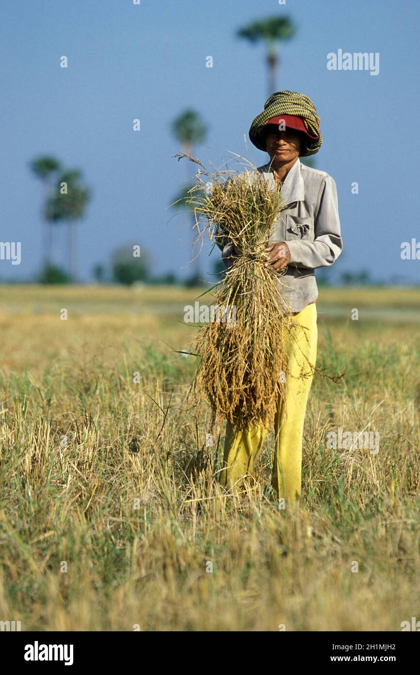Farmer In Khmer Cambodia