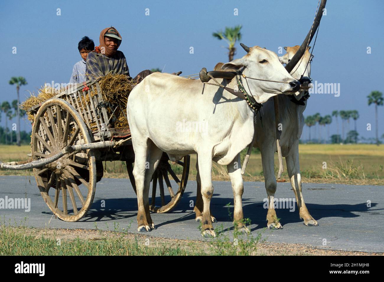 Ox cart cambodia hi-res stock photography and images - Alamy