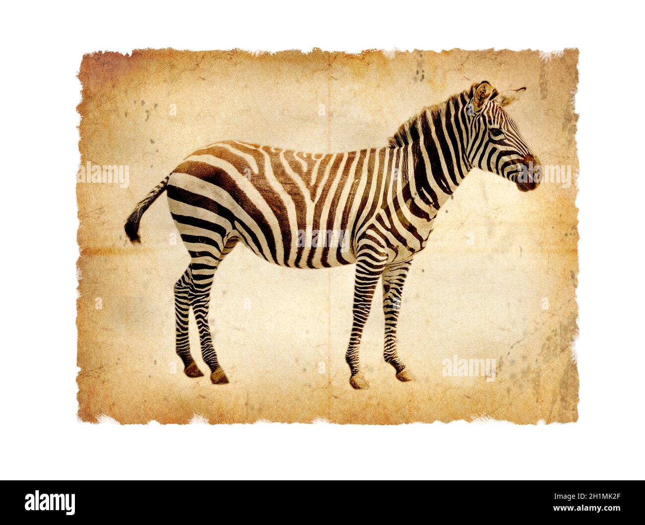 The photo on old paper African zebra Stock Photo - Alamy
