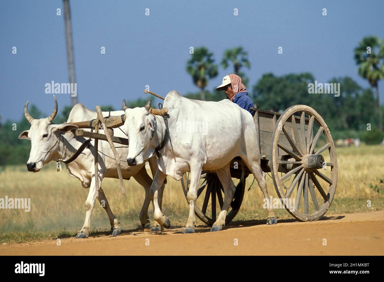 a Ox Cart at a rice Field near the city of Phnom Penh of Cambodia ...