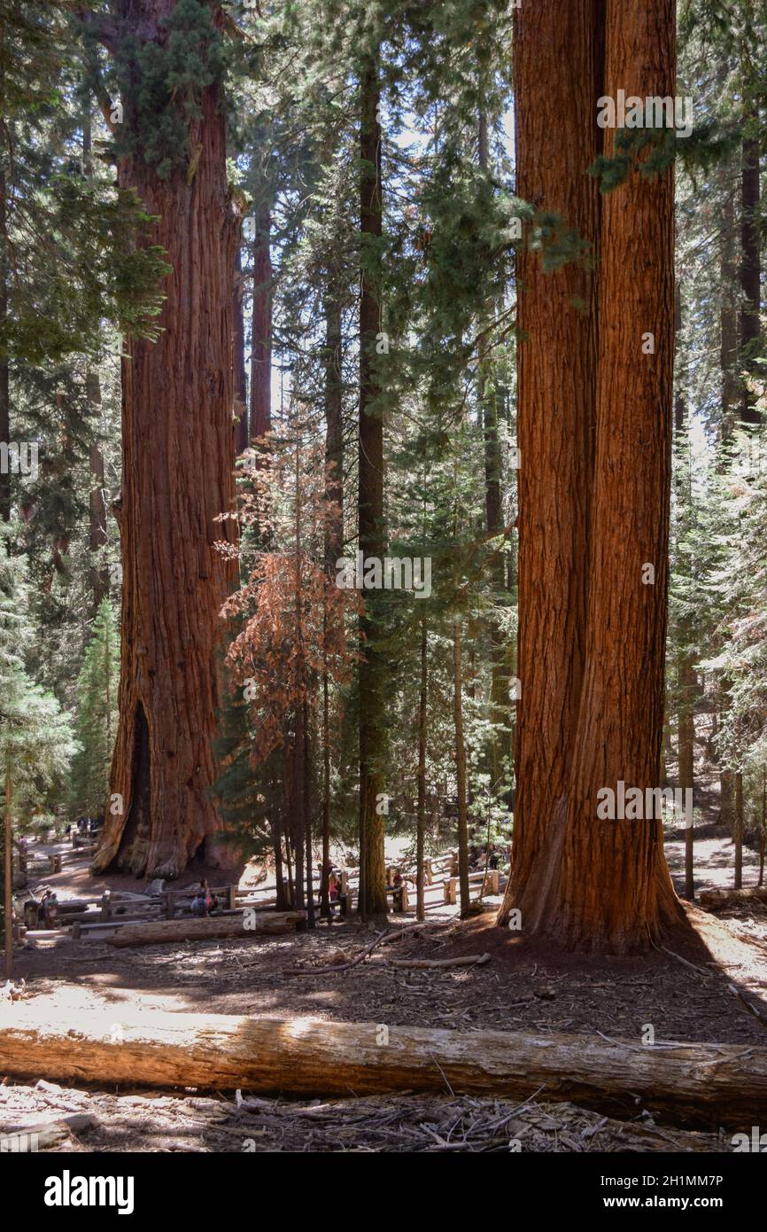 Giant sequoia trees in Sequoia National Park Stock Photo - Alamy