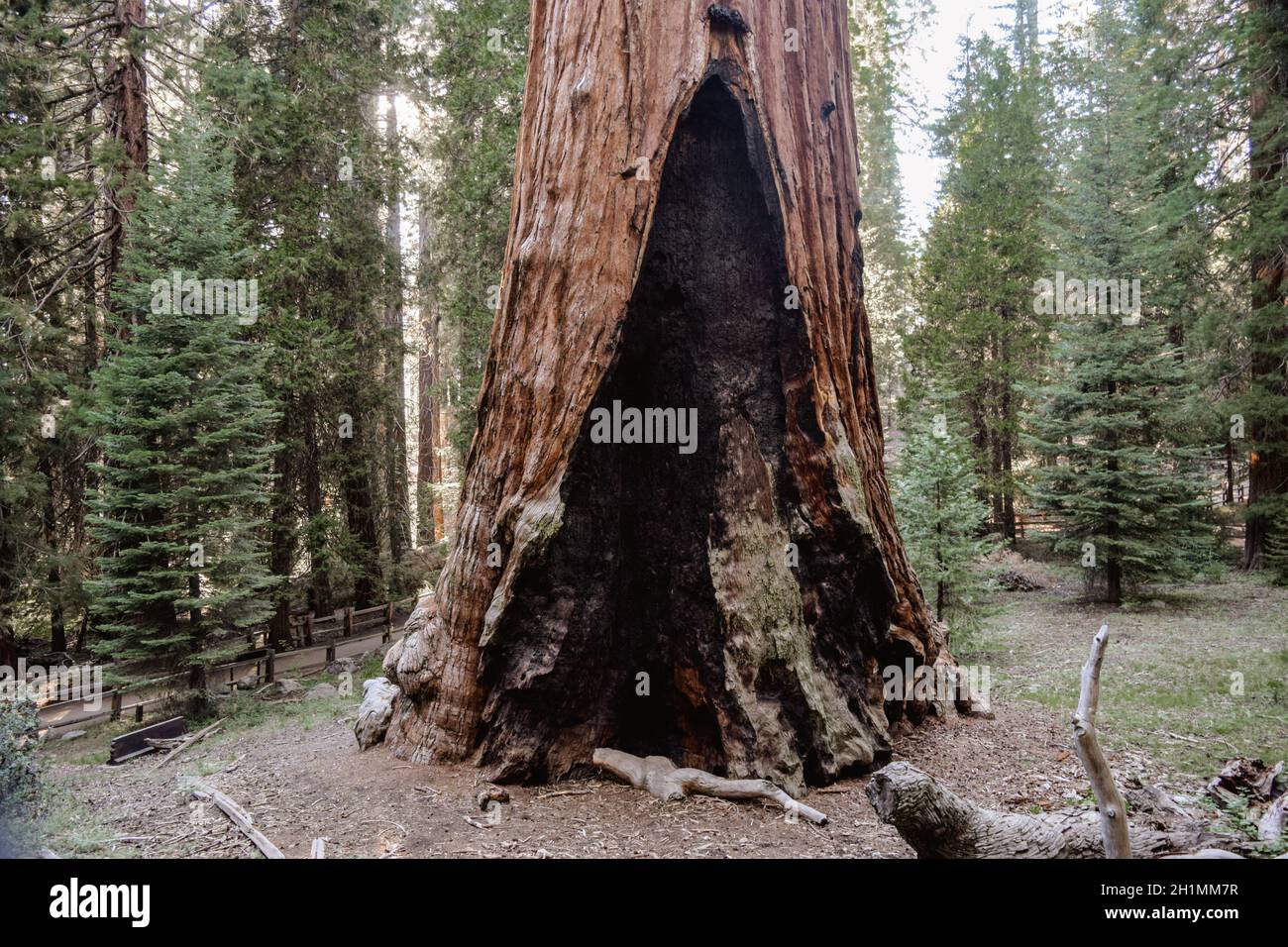 Old giant sequoia tree in Sequoia National Park Stock Photo - Alamy