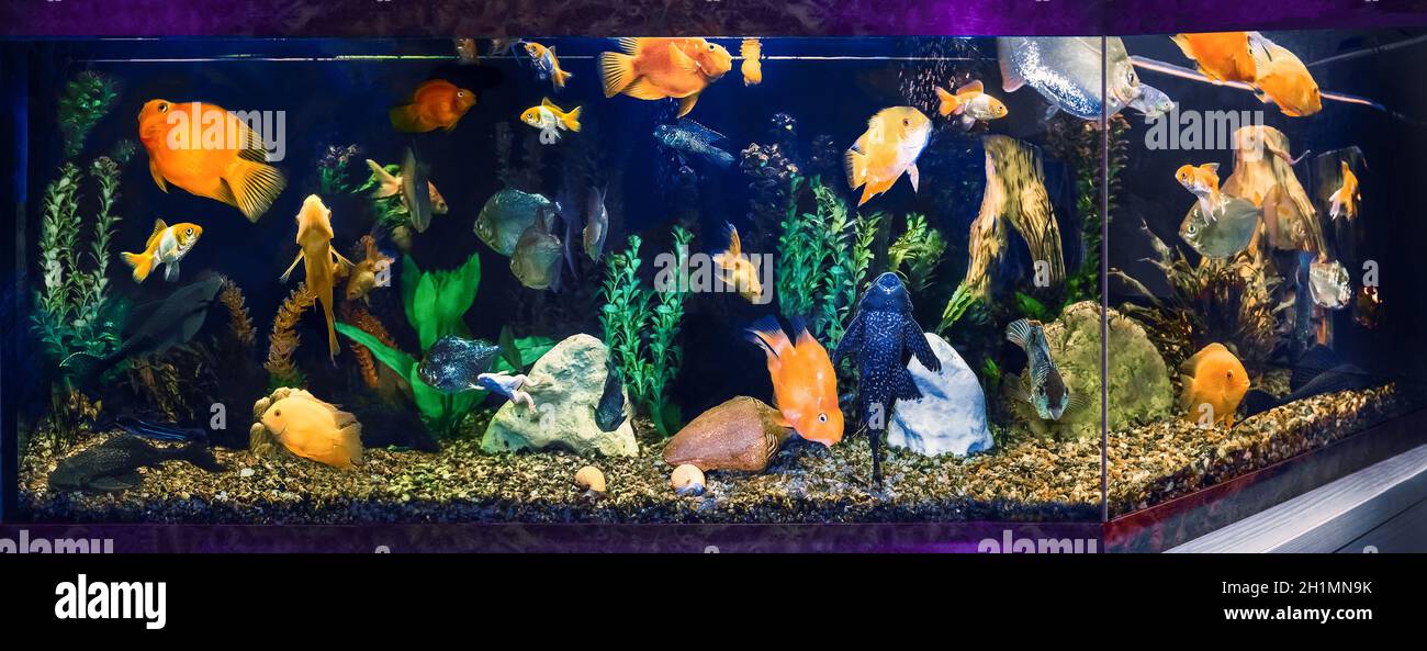 The close up of aquarium tank full of fish Stock Photo - Alamy